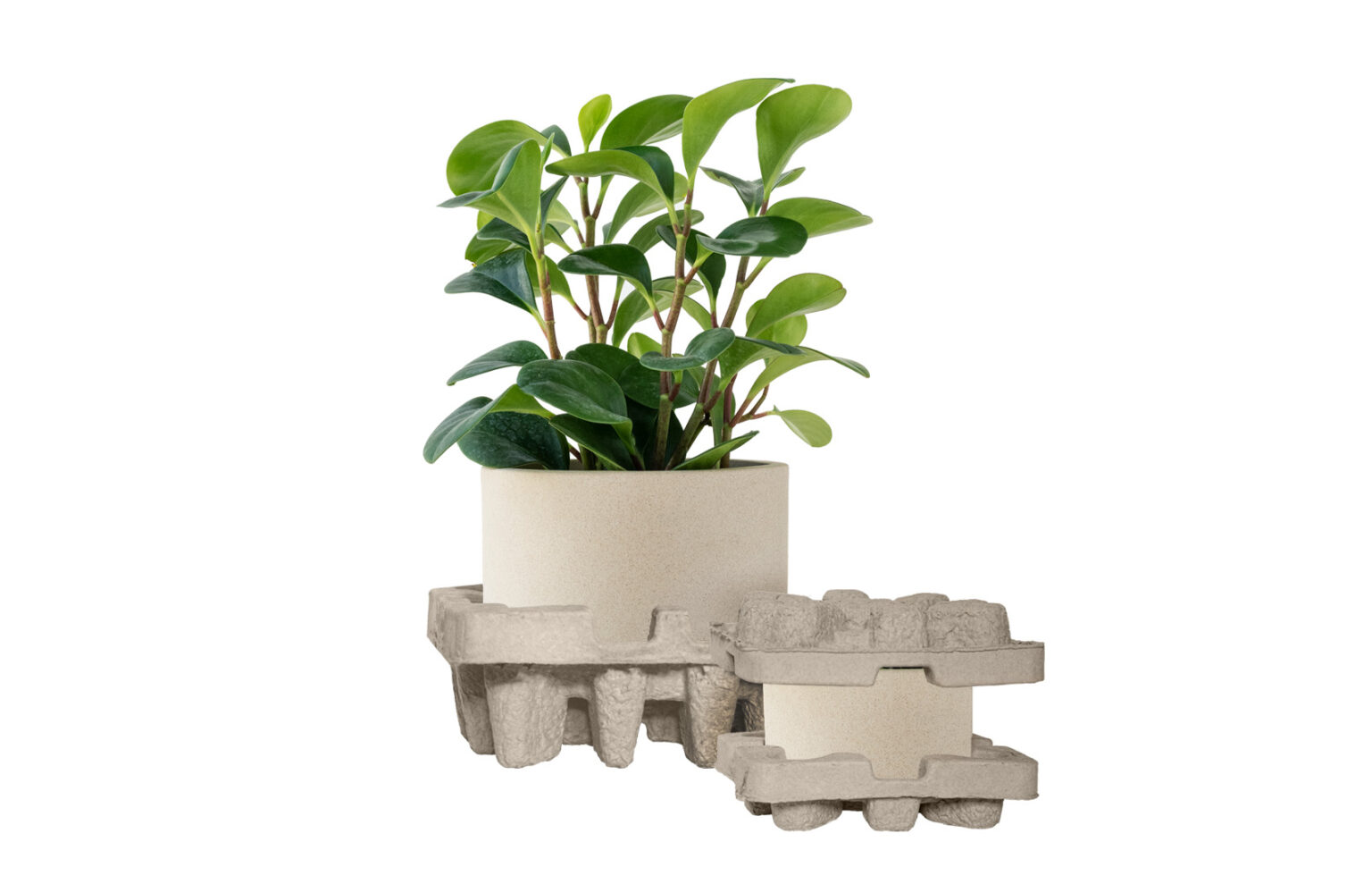 Plant Packaging - EGI